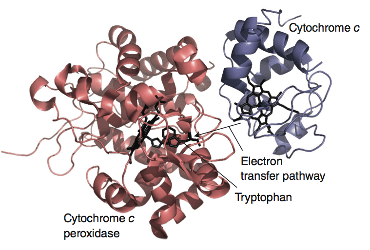 Cytochrome C and Cytochrome C Peroxidase