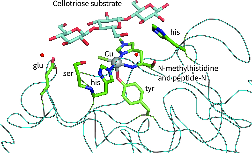 Lytic polysaccharide monooxygenases (LPMO) in the presence of a cellotriose